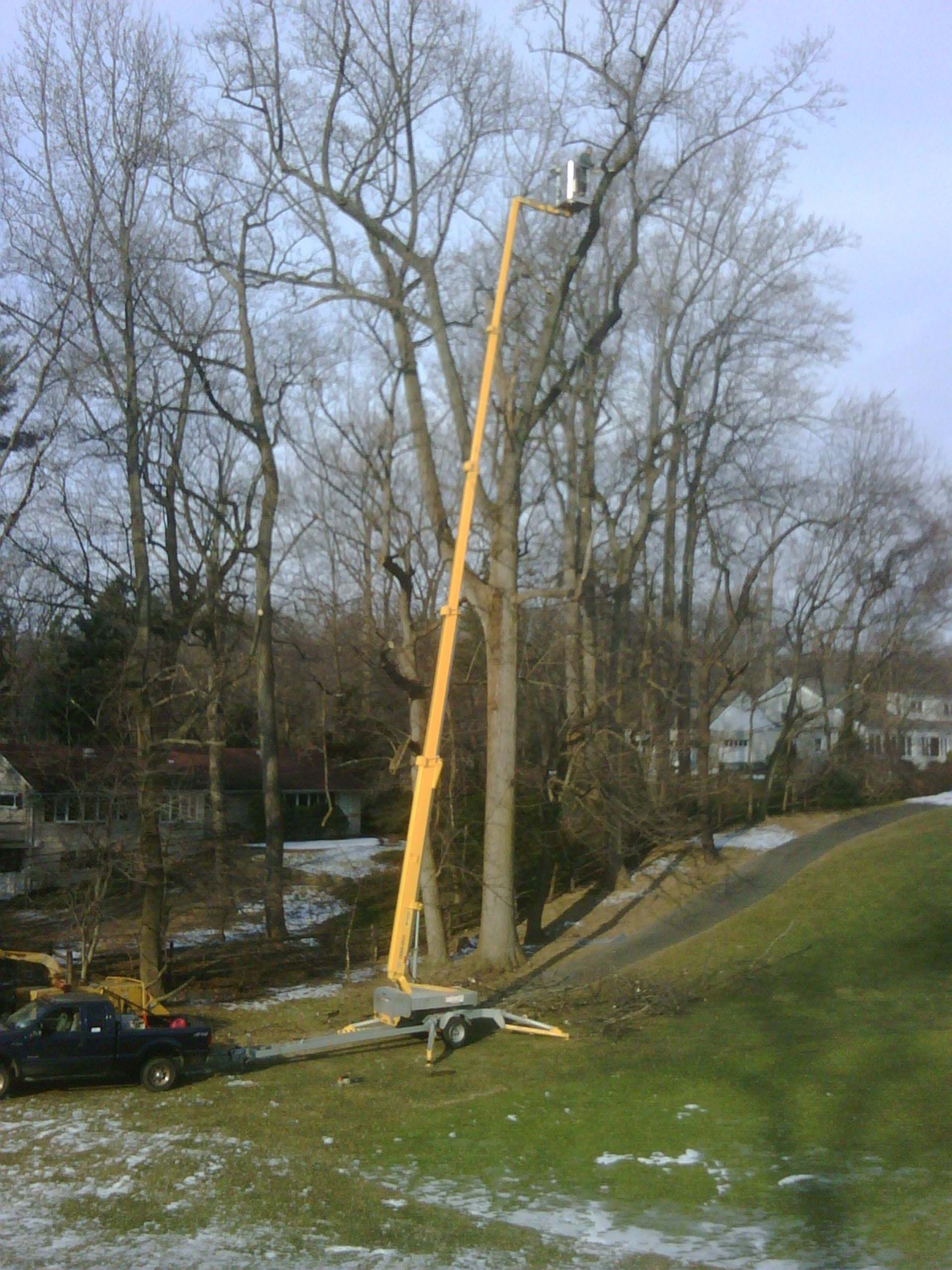 Trailer lift tree work in USA