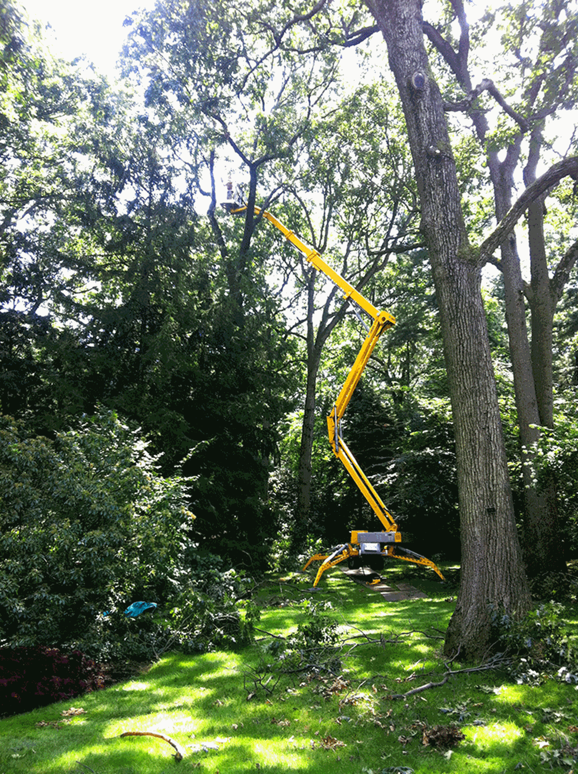 Tree Work with OMME LIFT